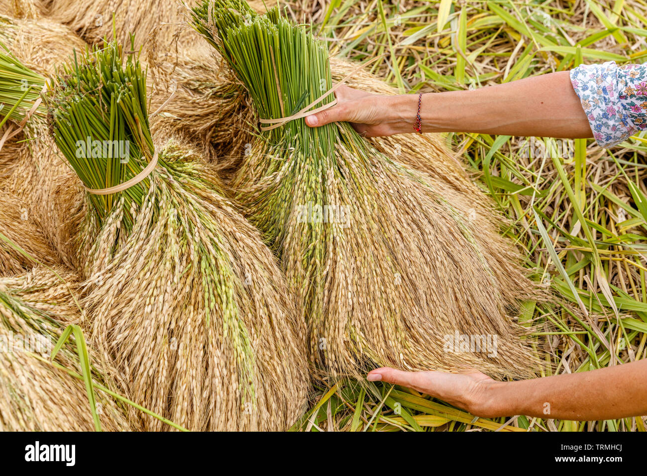 Woman's hands holding a stack of harvested rice at Jatiluwih rice ...