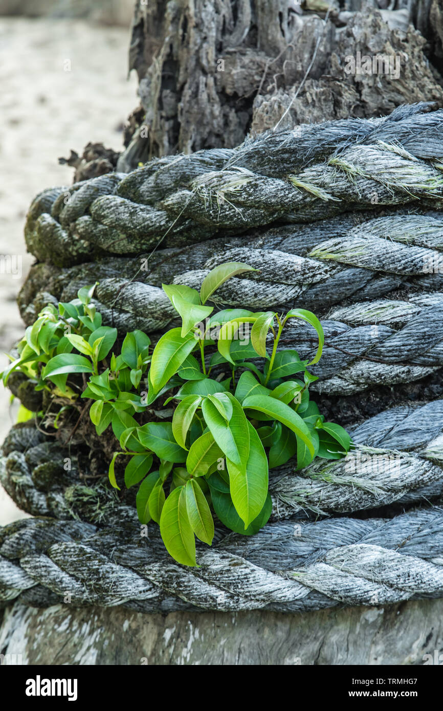 small green plant living at a roped tree Stock Photo - Alamy