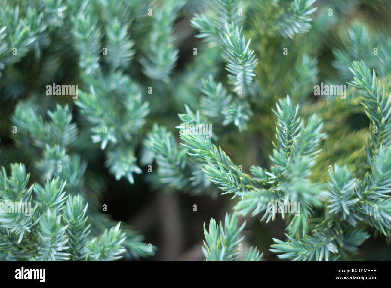 The juniper bush background close in a garden Stock Photo - Alamy