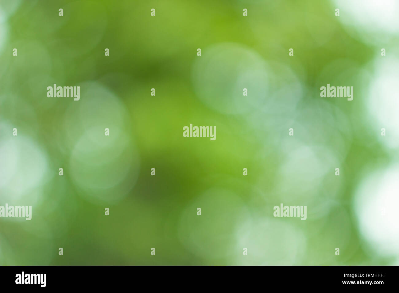 Blurred light through leaves hi-res stock photography and images - Alamy