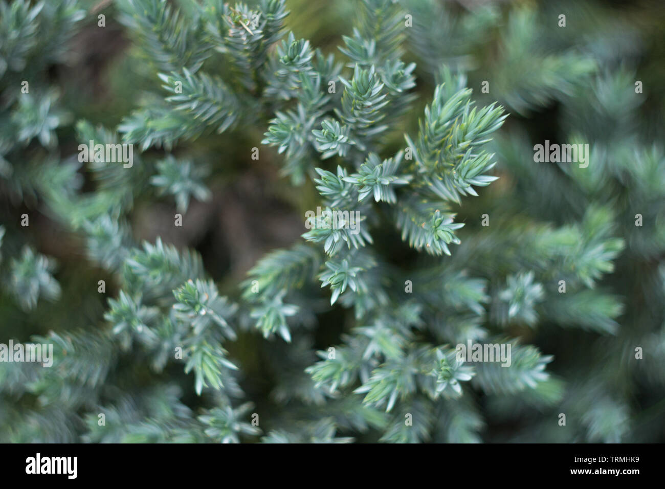 The juniper bush background close in a garden Stock Photo - Alamy