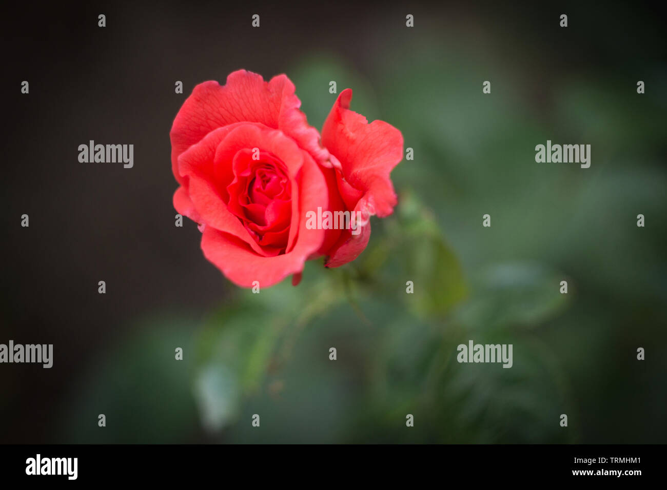 Pink rose bud hi-res stock photography and images - Alamy