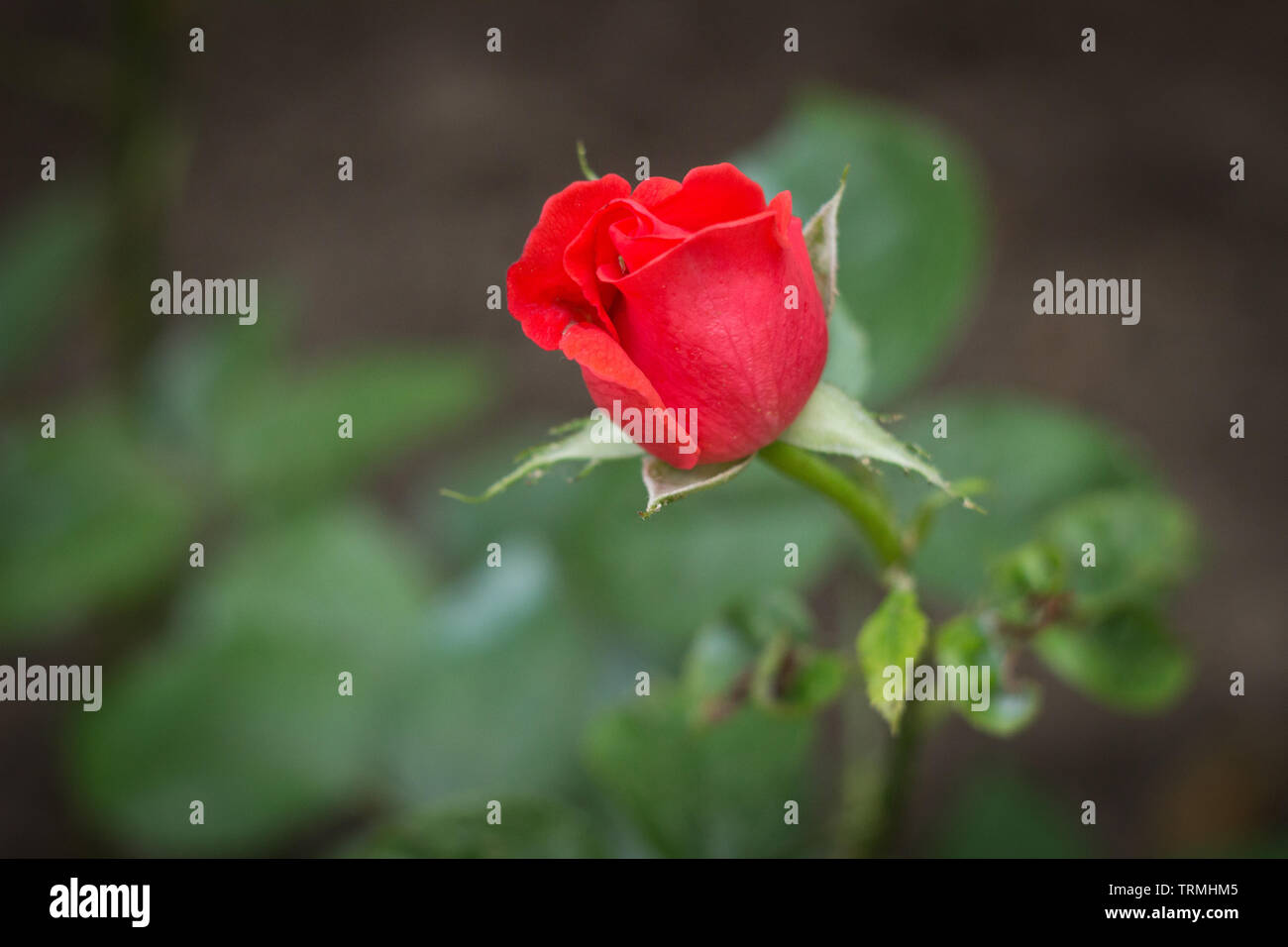 Pink rose bud top view hi-res stock photography and images - Alamy