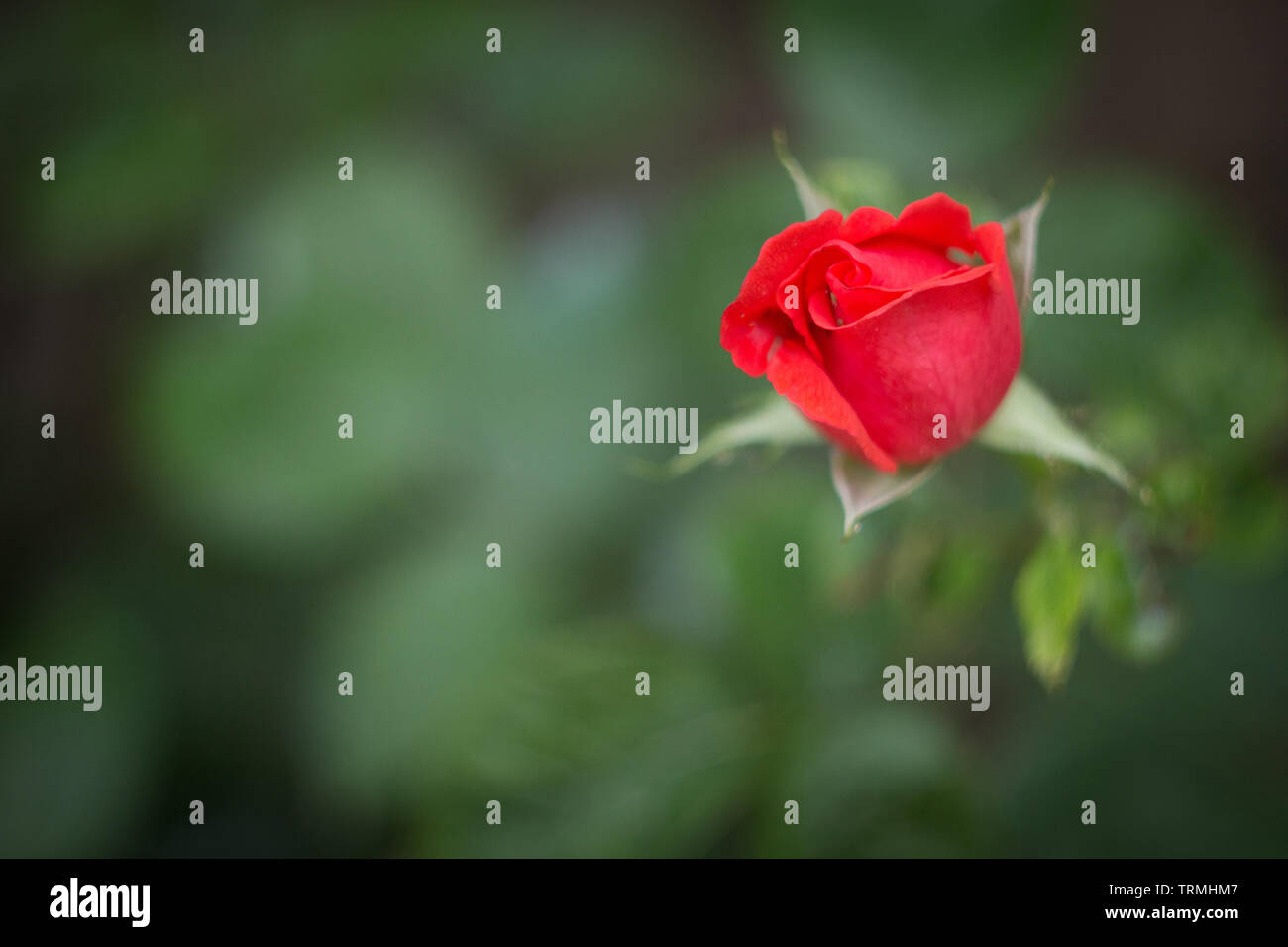 Pink rose bud top view hi-res stock photography and images - Alamy