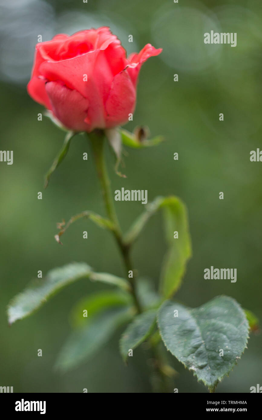 Pink rose bud hi-res stock photography and images - Alamy