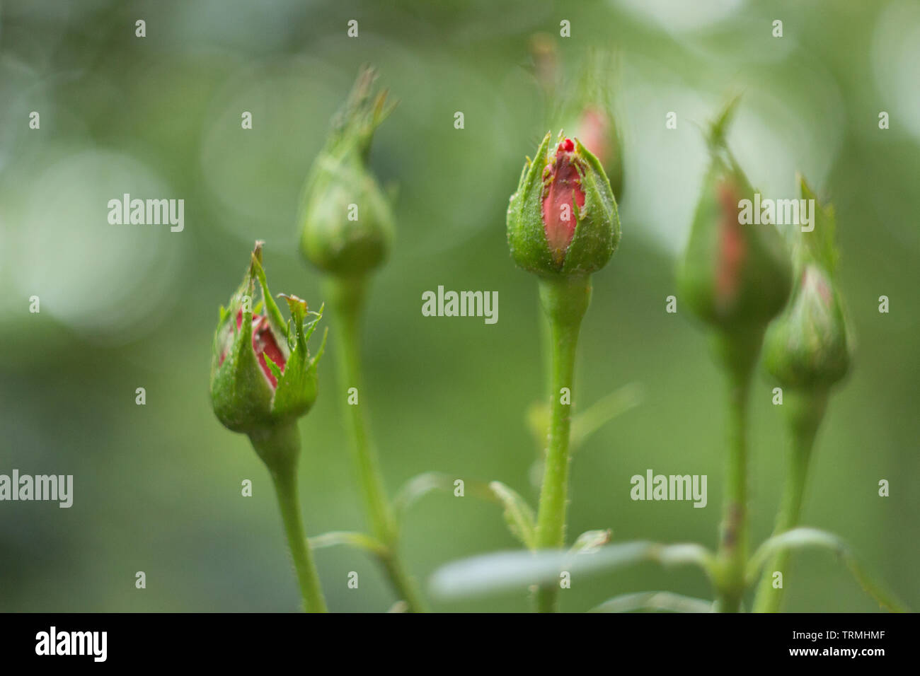 Unopened buds of a pink roses on a bush Stock Photo - Alamy