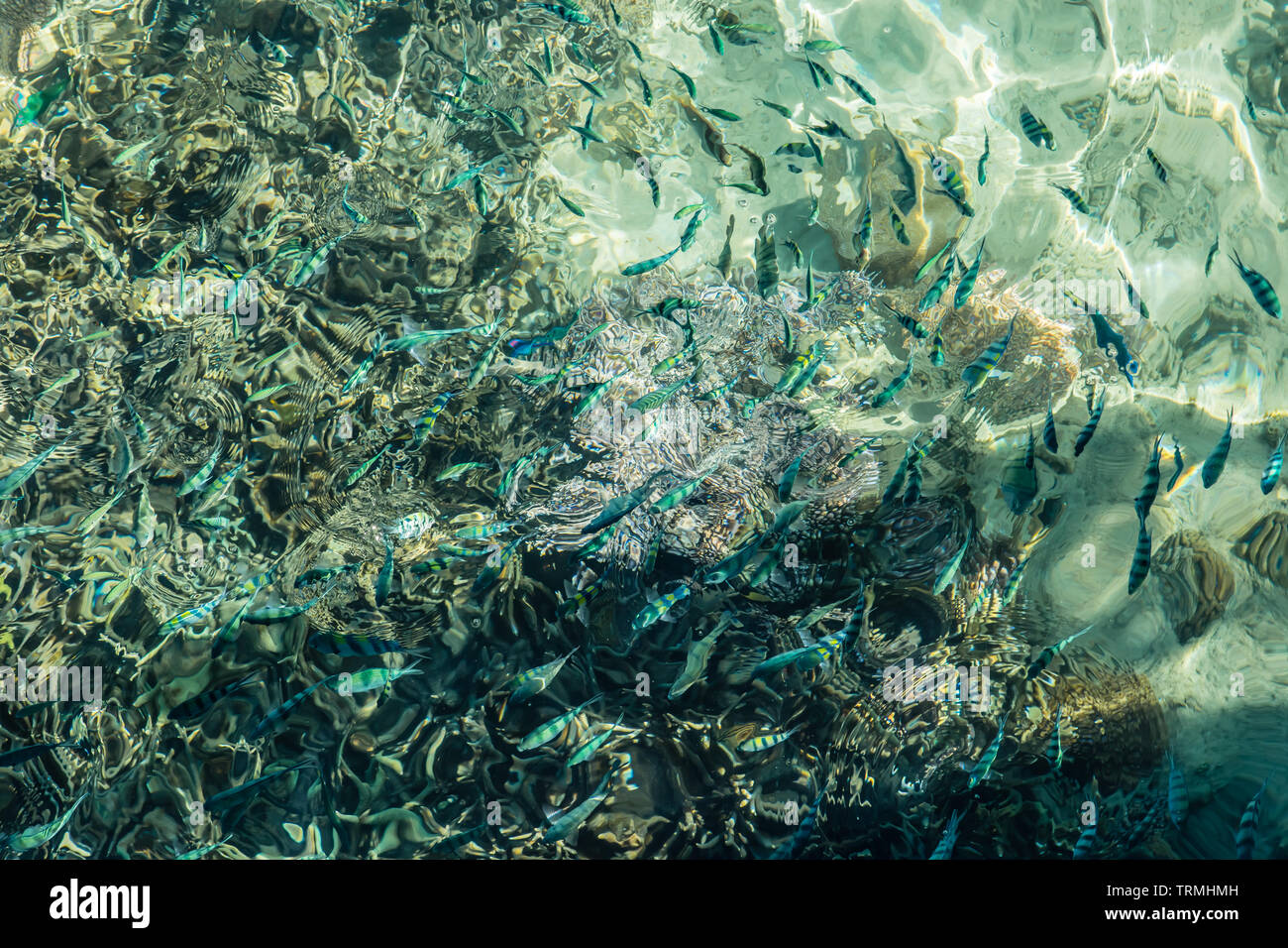 lots of small fishes in the blue sea Stock Photo - Alamy