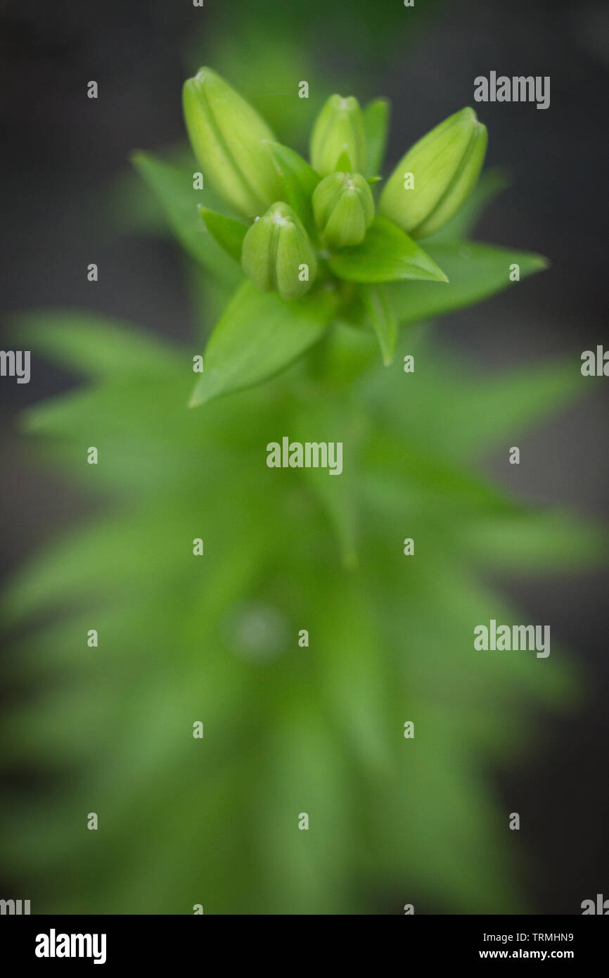 Lilly in a bouquet hi-res stock photography and images - Alamy