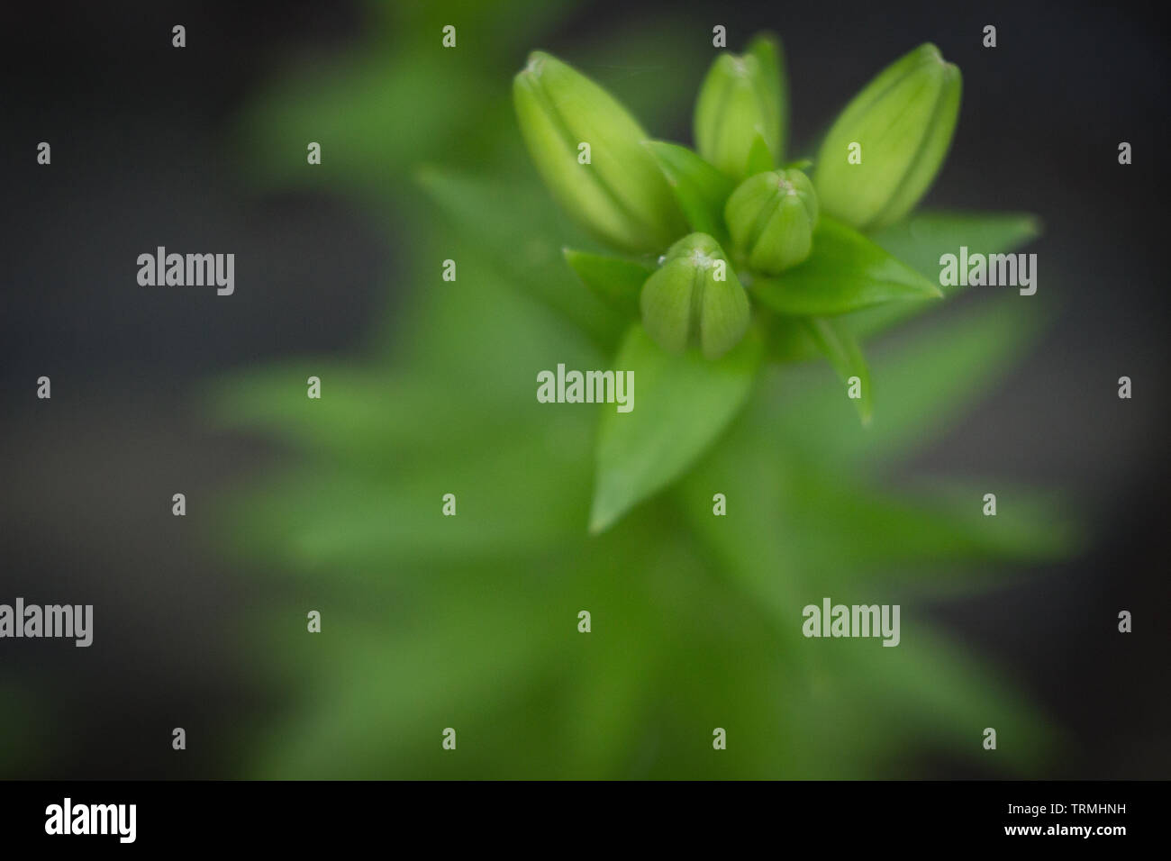 Lilly in a bouquet hi-res stock photography and images - Alamy