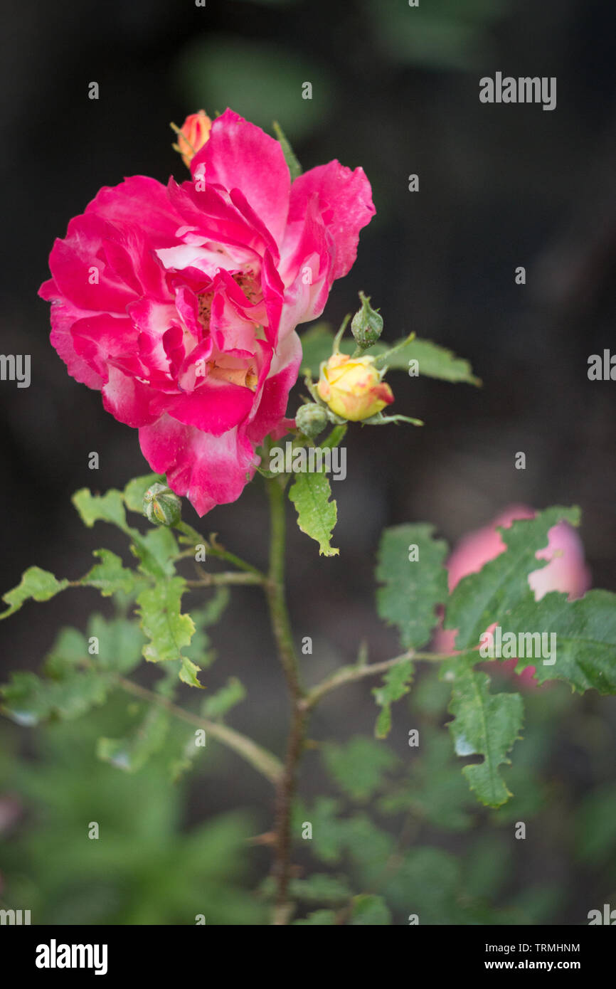 Damaged rose leaves hi-res stock photography and images - Alamy