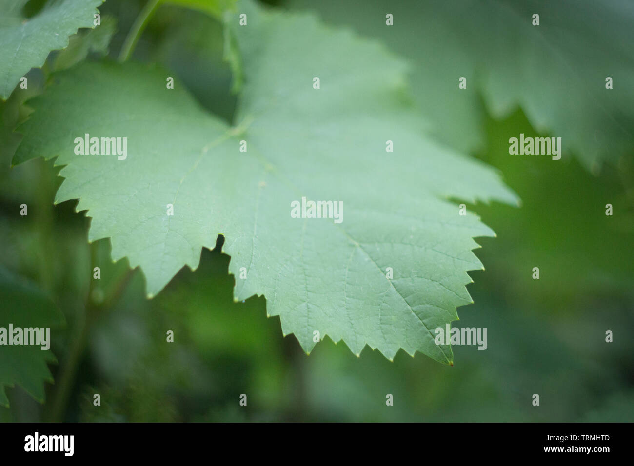Vineyard leaf hi-res stock photography and images - Alamy