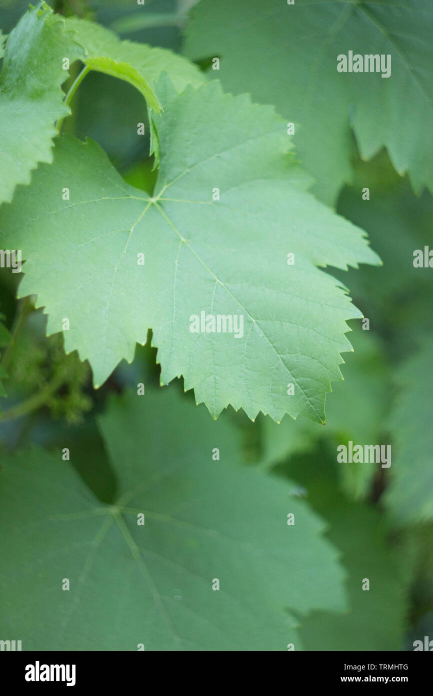Vineyard leaf hi-res stock photography and images - Alamy