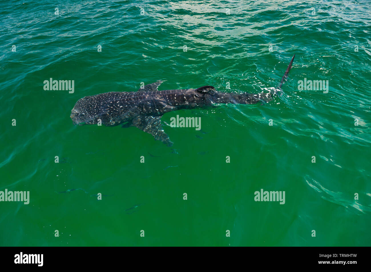 TIBURON BALLENA - WHALE SHARK (Rhincodon typus), Isla de Holbox, Estado ...