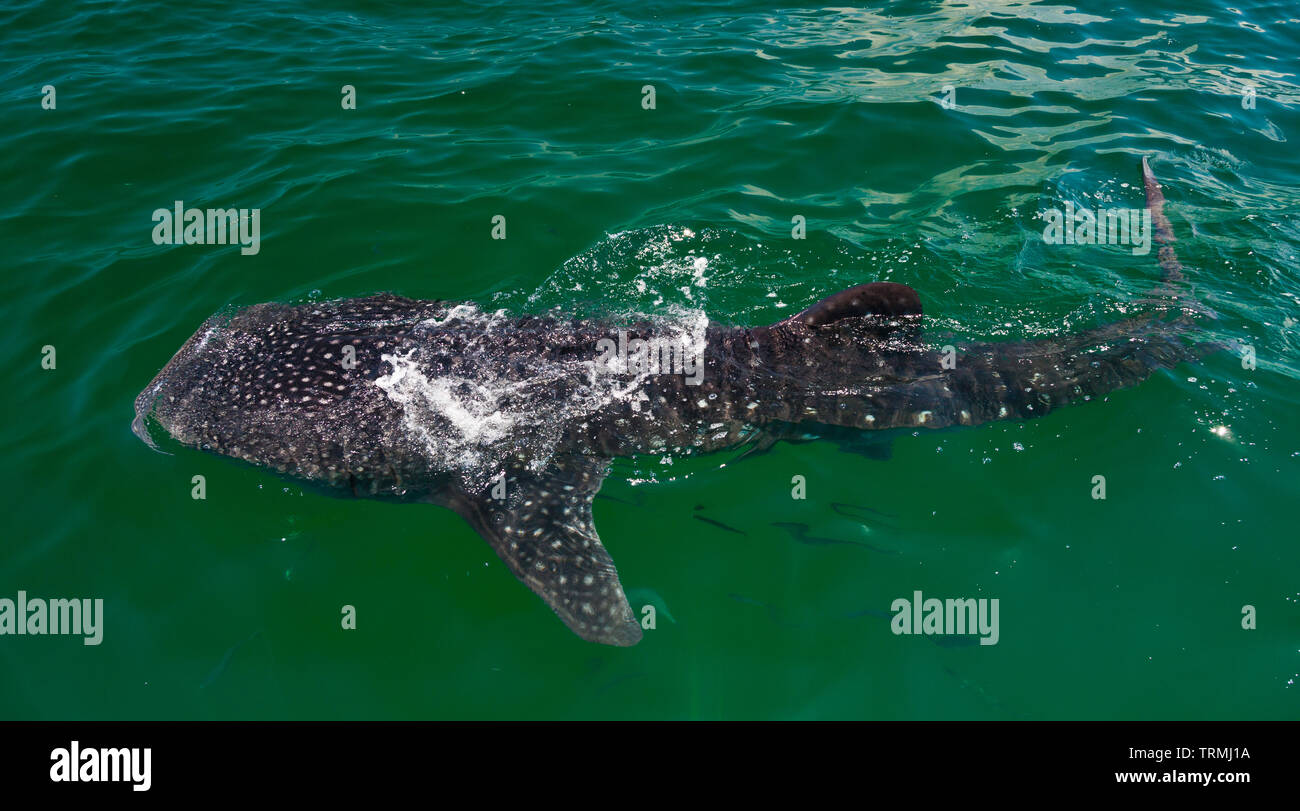 TIBURON BALLENA - WHALE SHARK (Rhincodon typus), Isla de Holbox, Estado ...