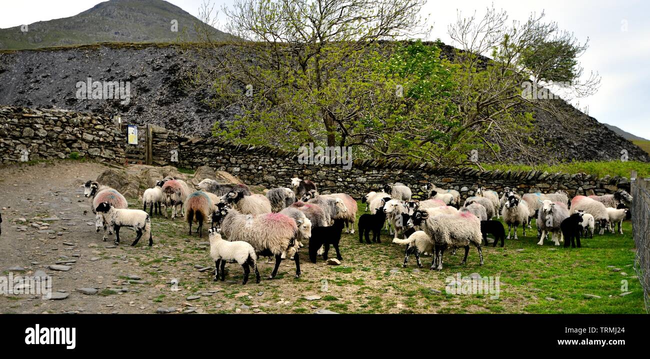 Farmer preparing to release the flock Stock Photo - Alamy