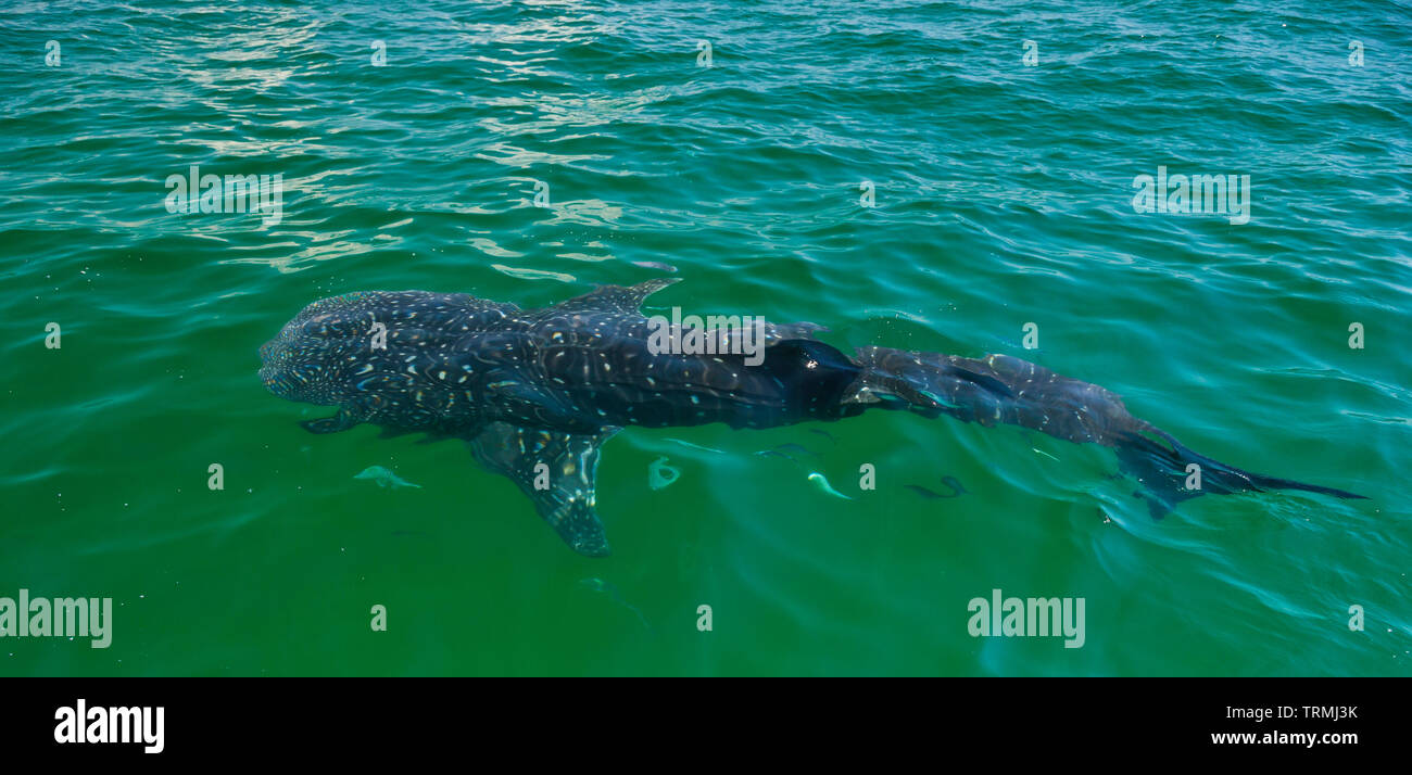 TIBURON BALLENA - WHALE SHARK (Rhincodon typus), Isla de Holbox, Estado ...