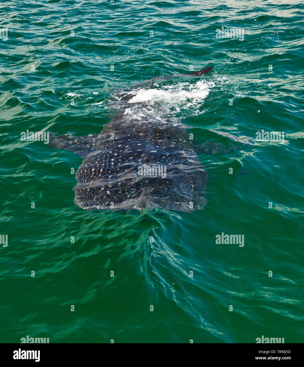 TIBURON BALLENA - WHALE SHARK (Rhincodon typus), Isla de Holbox, Estado ...
