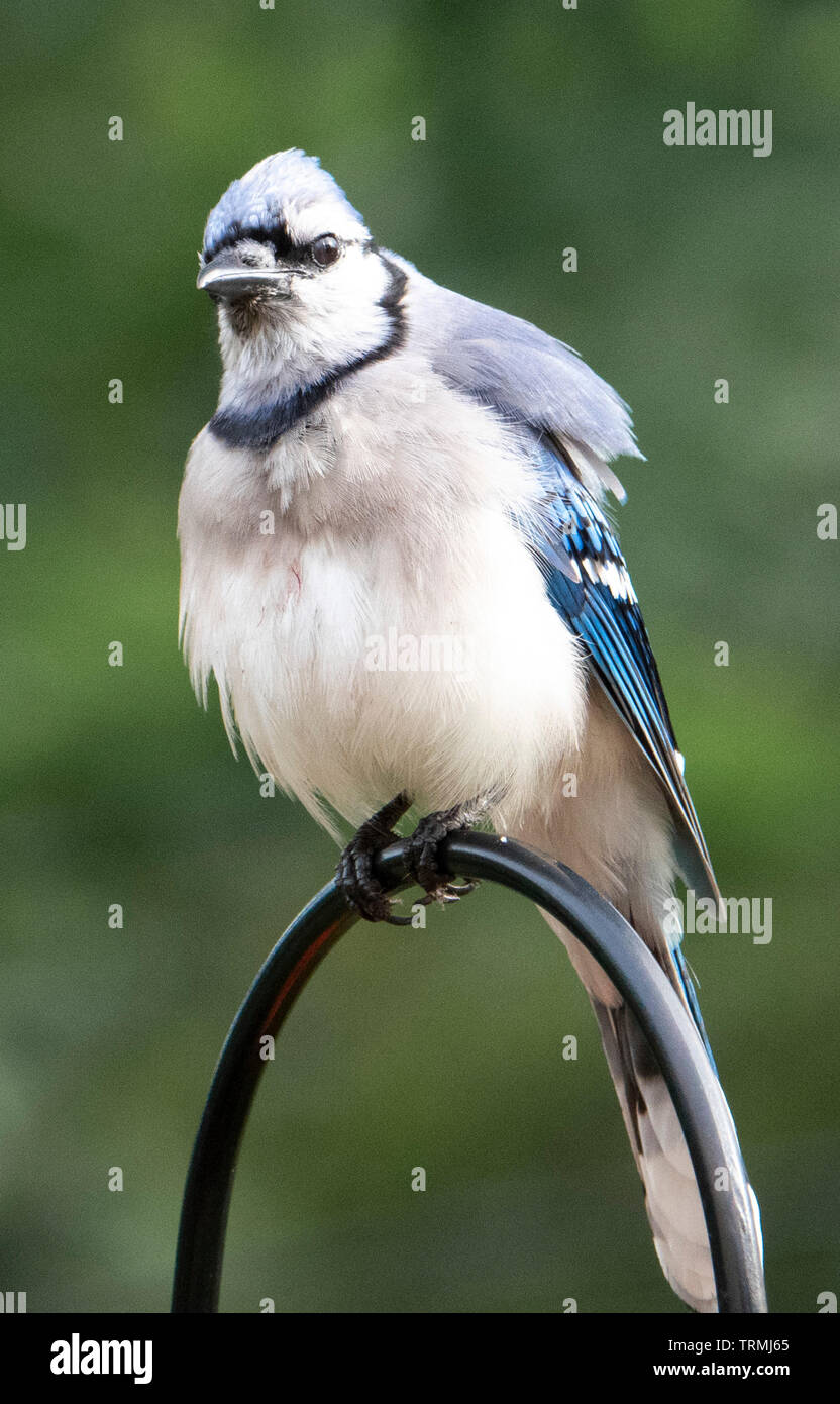 Puffed up fauna hi-res stock photography and images - Alamy