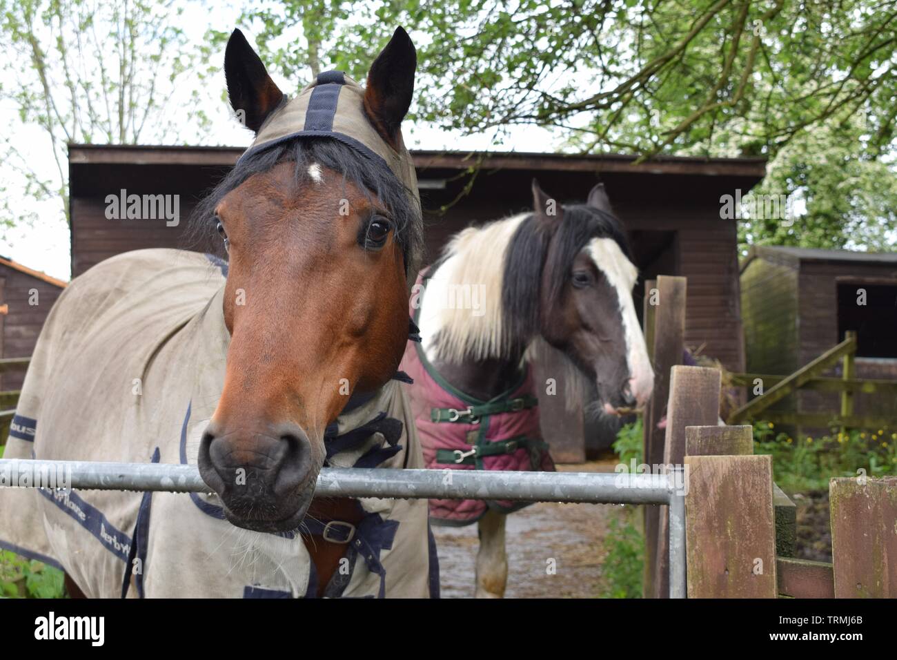 Two horses in a stable Stock Photo - Alamy