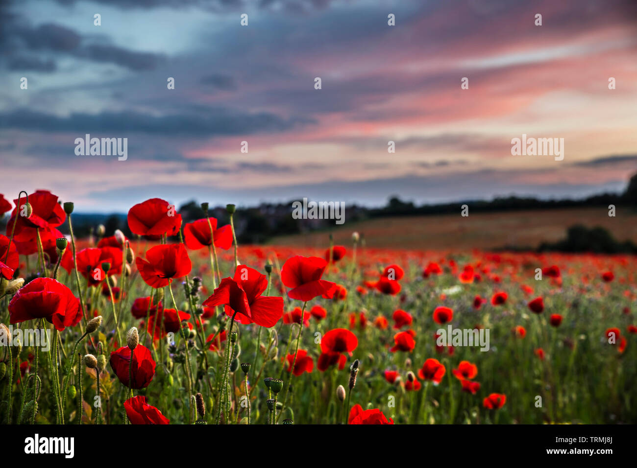 Flanders fields and poppies hi-res stock photography and images - Alamy