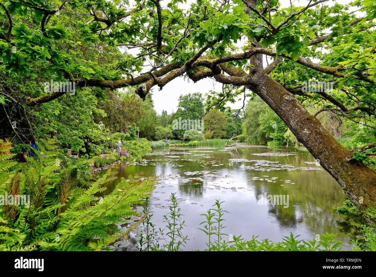 The Longstock Water Gardens, Leckford estate, Stockbridge Hampshire ...