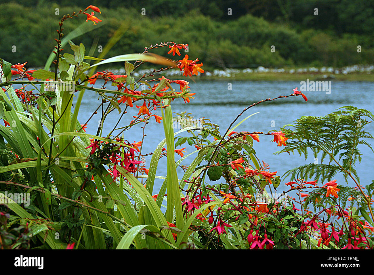Kelly bush hi-res stock photography and images - Alamy