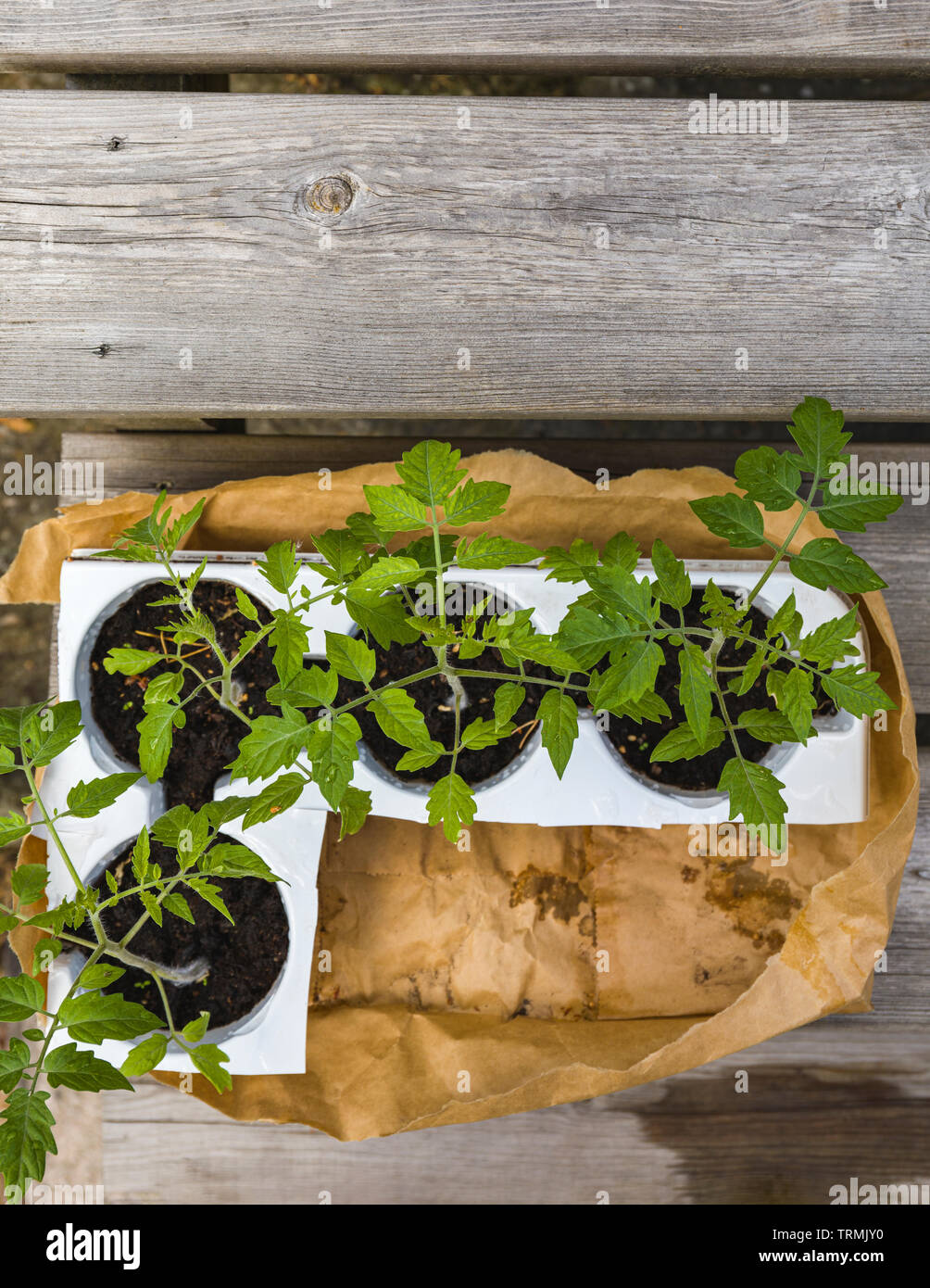 Several young fresh tomato plants from above outdoors Stock Photo - Alamy