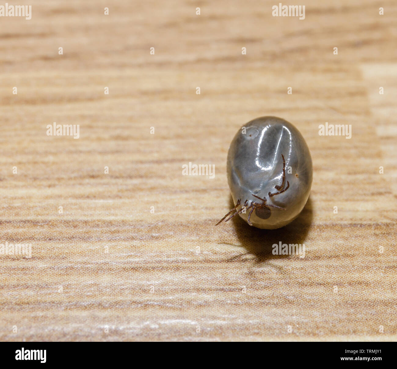 Engorged tick hi-res stock photography and images - Alamy