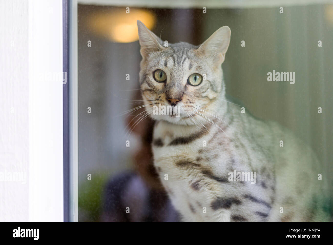 Male Bengal cat sitting in window looking out through the glass Stock ...