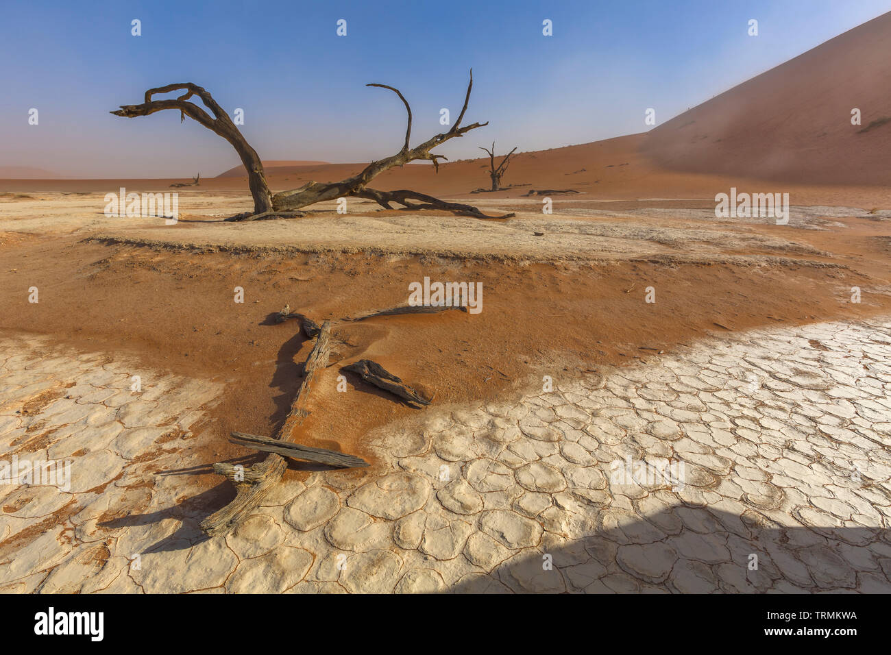 Dead trees in Deadvlei Stock Photo - Alamy