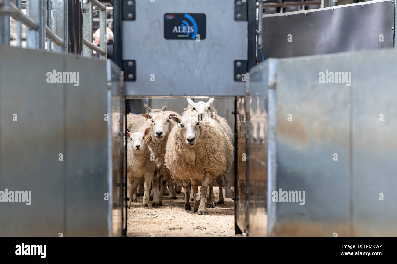 Sheep at livestock auction market running through a race which reads ...