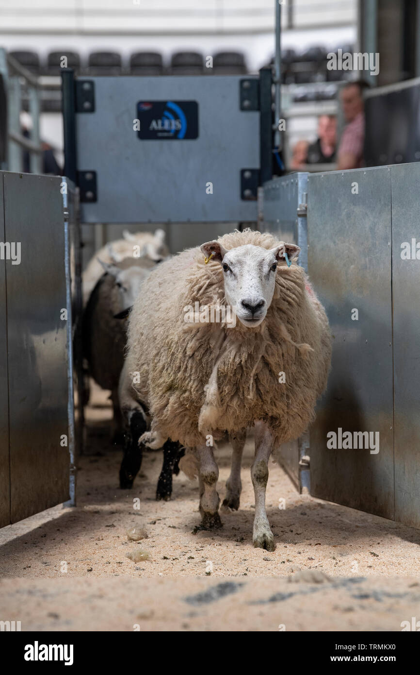Sheep at livestock auction market running through a race which reads ...