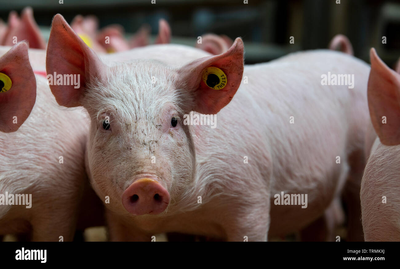 Pig farming floor hi-res stock photography and images - Alamy