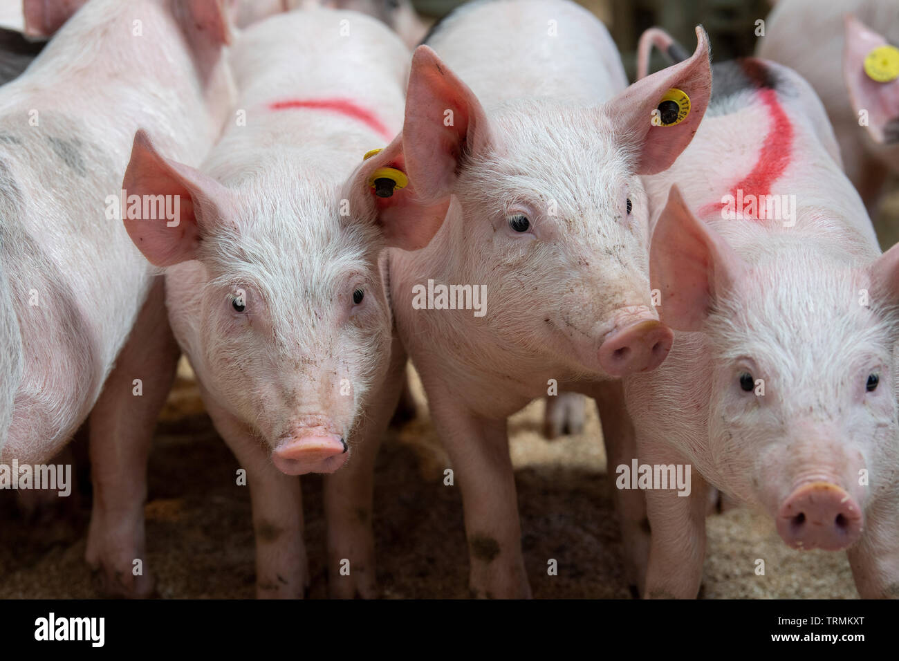 Pig pen clean pigs hi-res stock photography and images - Alamy