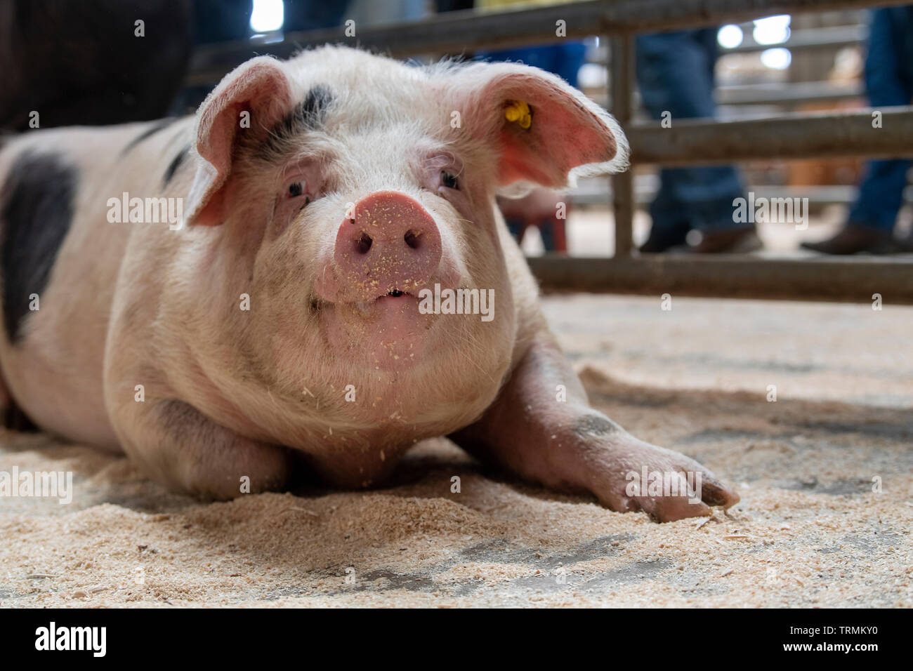Happy Pigs High Resolution Stock Photography and Images - Alamy