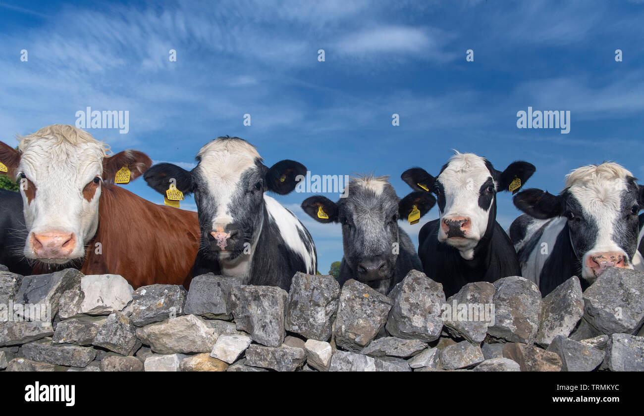 Beef cattle looking over a drystone wall Stock Photo - Alamy