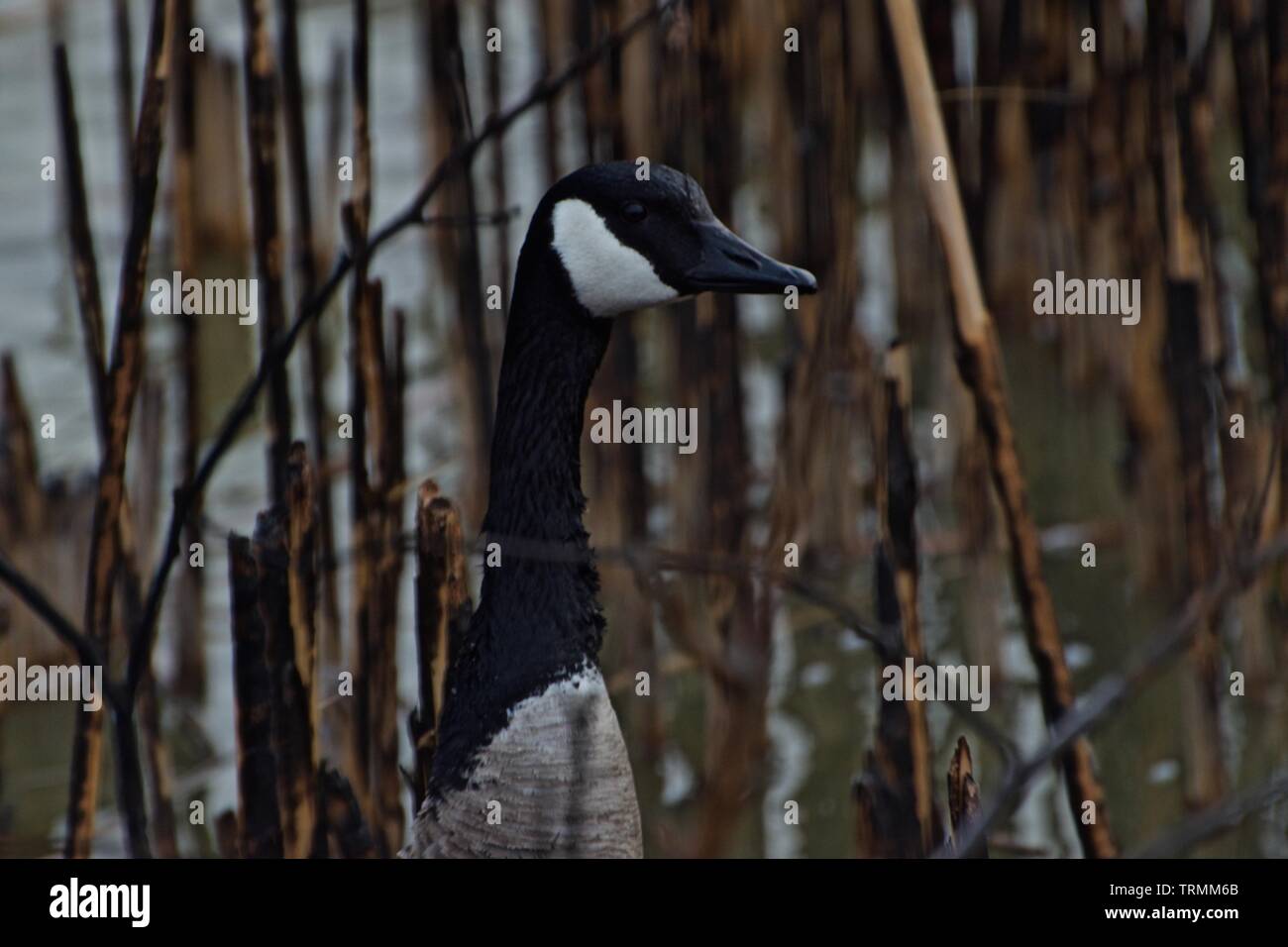 Canada geese at Lindsey City Park Public Fishing Lake, Canyon, Texas ...