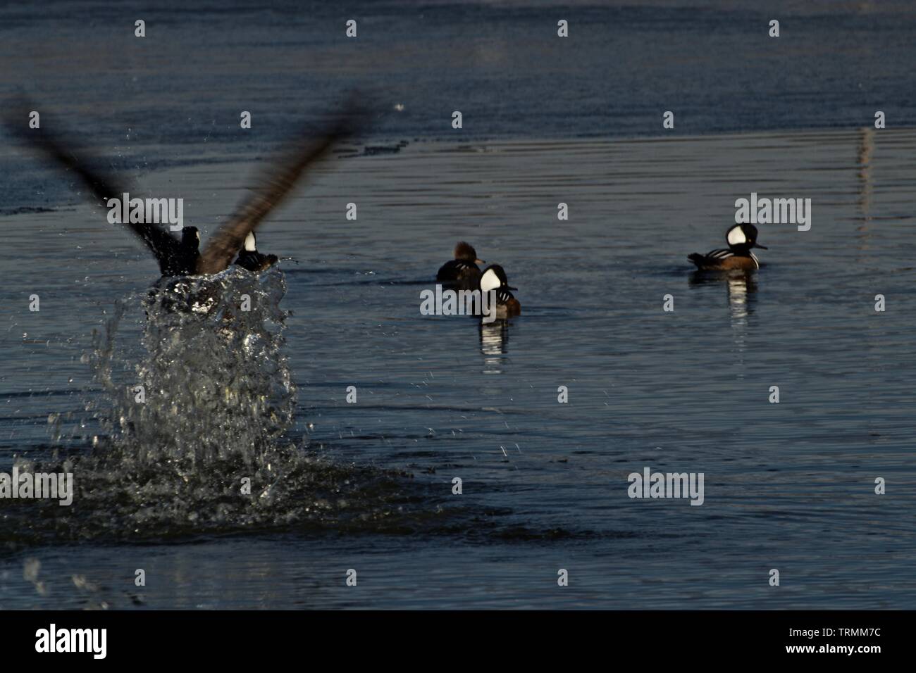 Goose and fish hi-res stock photography and images - Alamy