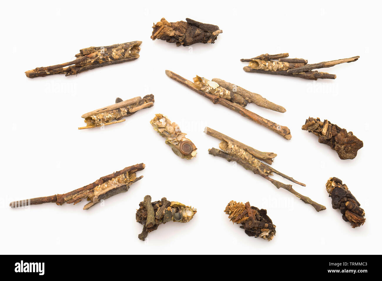 A selection of cases made by caddis larva living in the Dorset Stour ...