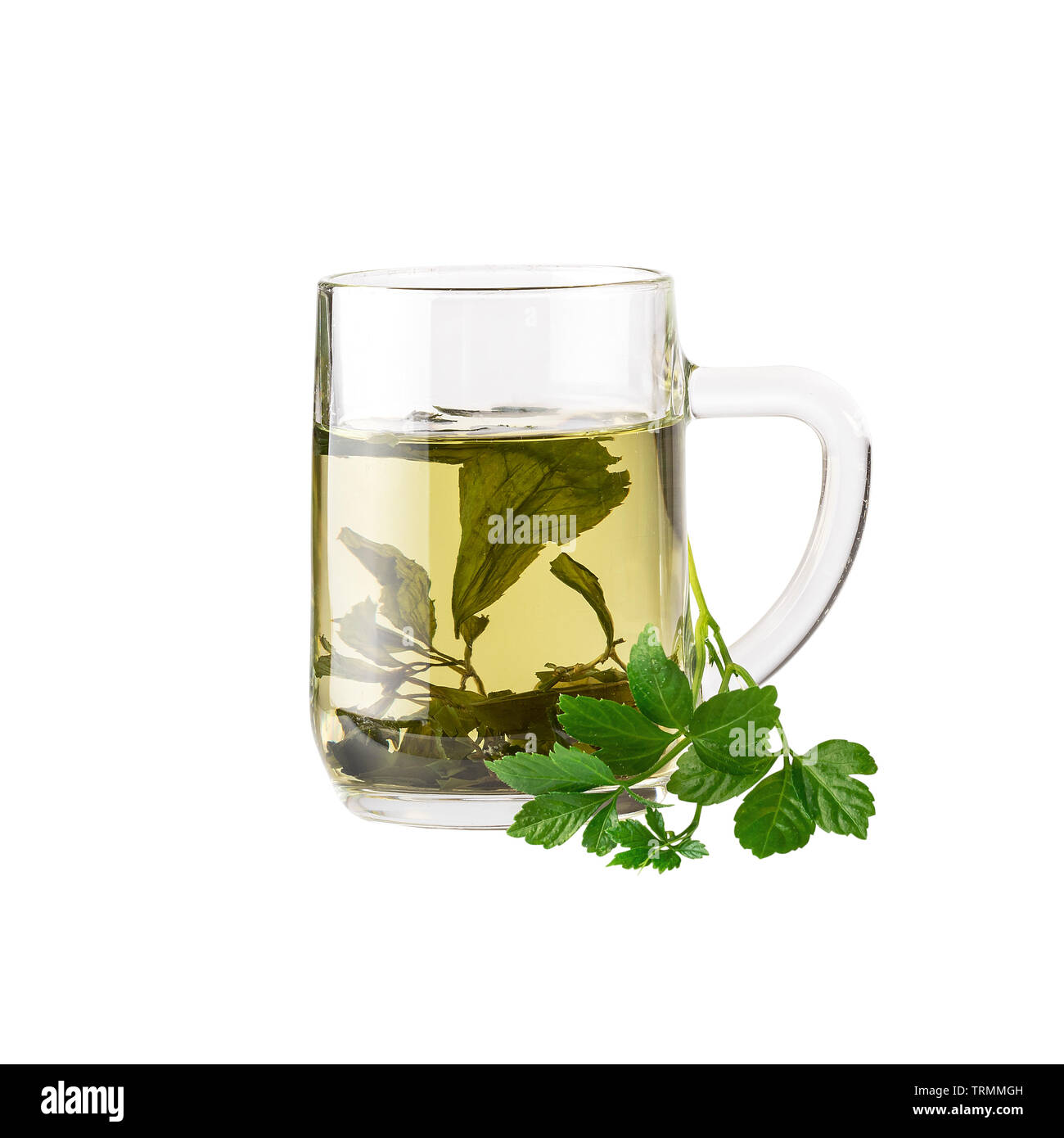 Chinese herb tea Jiaogulan Miracle grass. Image included clipping path ...