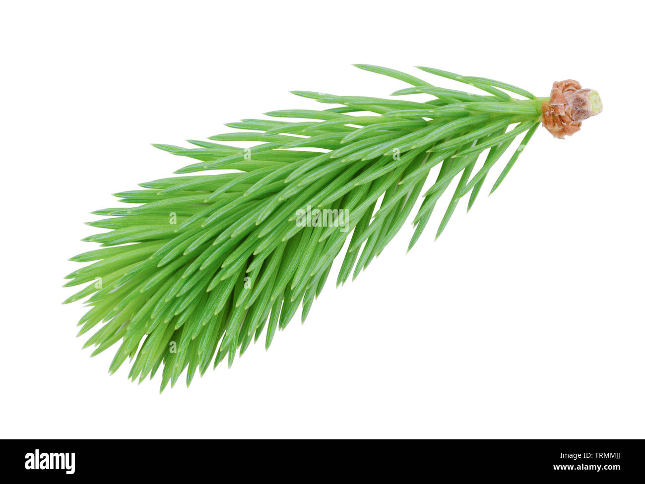 Sprig of fir isolated on white background Stock Photo - Alamy
