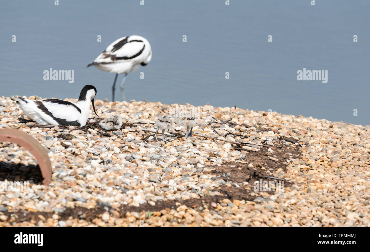 Avocets (Recurvirostra avosetta) with chicks Stock Photo - Alamy