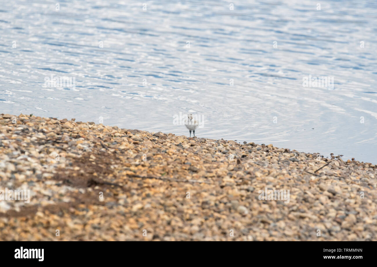 Avocet and chick standing hi-res stock photography and images - Alamy