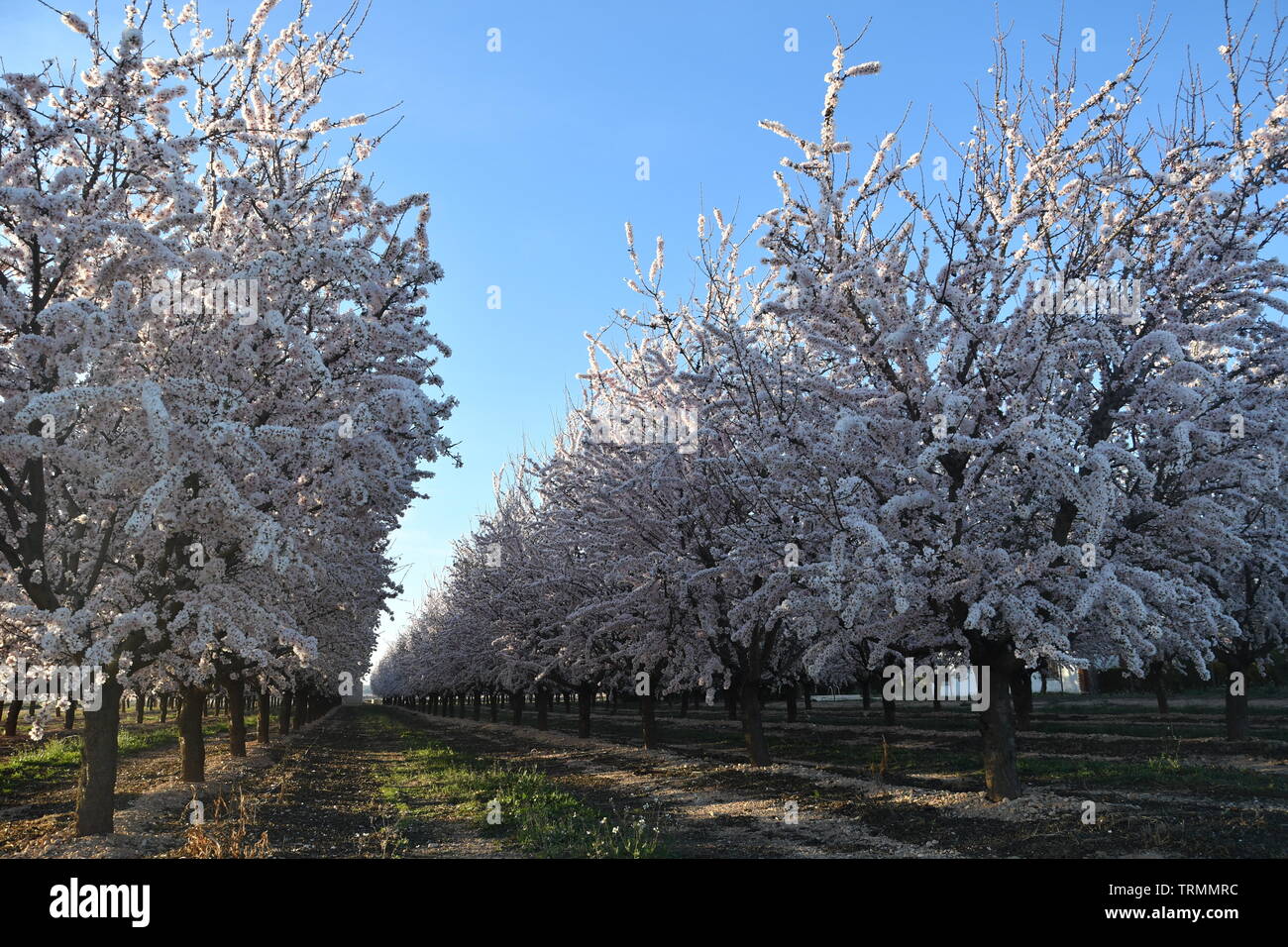 Almond trees in bloom Stock Photo - Alamy