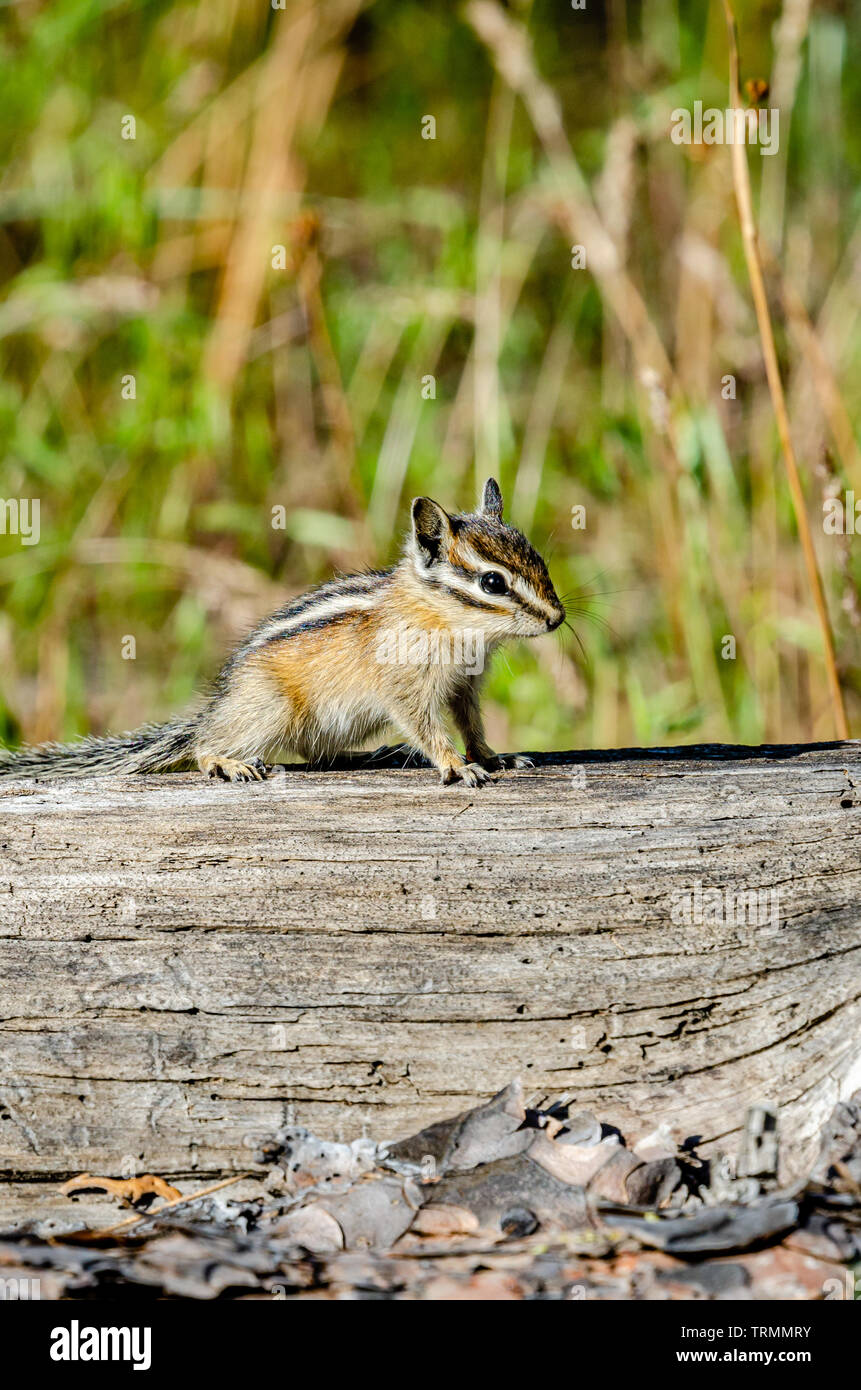 Curious Chipmunk At Turnbull National Wildlife Refuge Stock Photo - Alamy