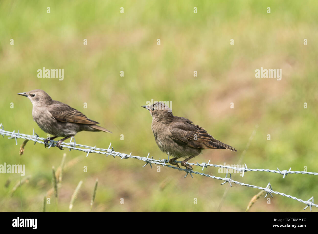 Fledgling Common Starlings (Sturnus vulgaris) on a barbed wire fence ...
