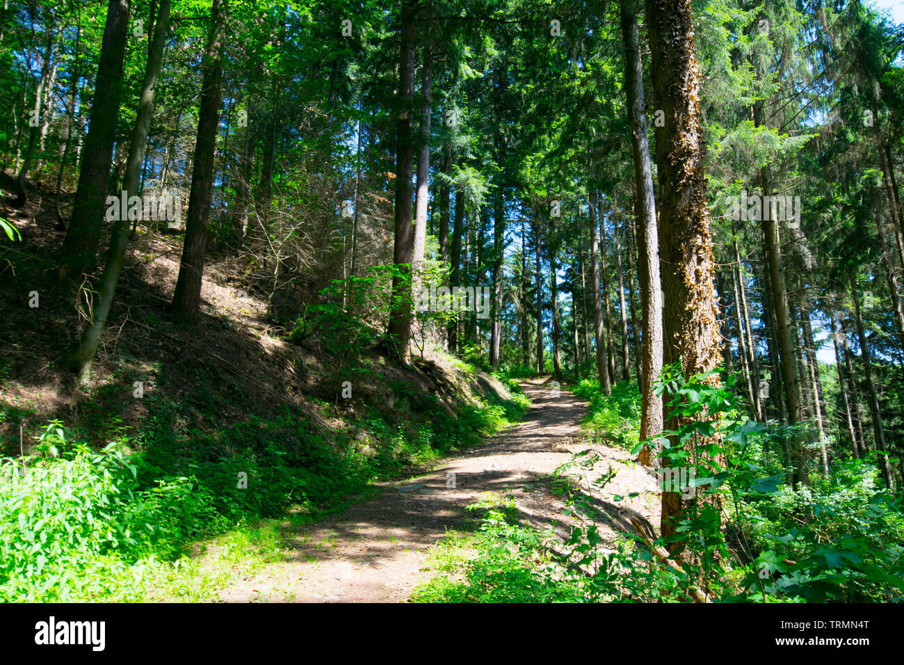 path in the black forest in Germany near Gengenbach Stock Photo - Alamy