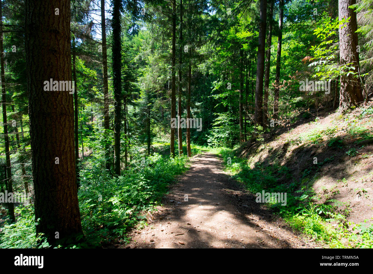 path in the black forest in Germany near Gengenbach Stock Photo - Alamy