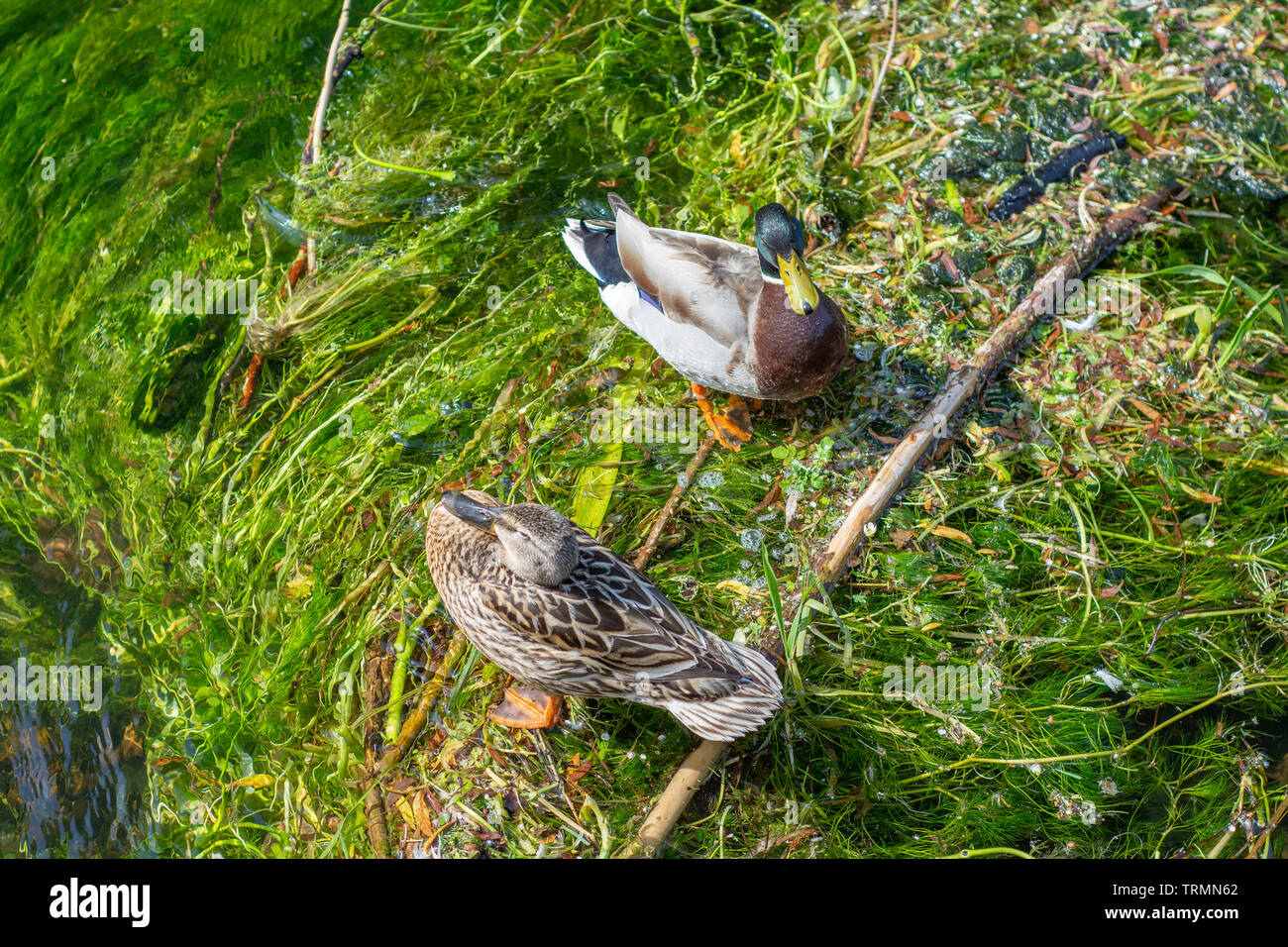 Green marine plant life and water Stock Photo - Alamy