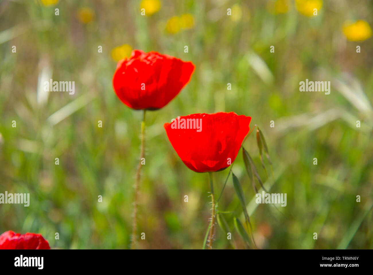 Two poppy flowers Stock Photo - Alamy